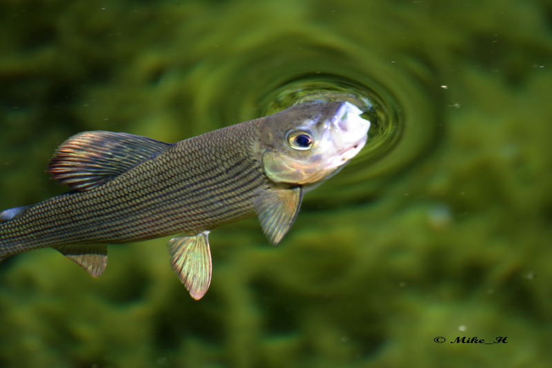 Äsche Foto & Bild | tiere, wildlife, fische Bilder auf fotocommunity