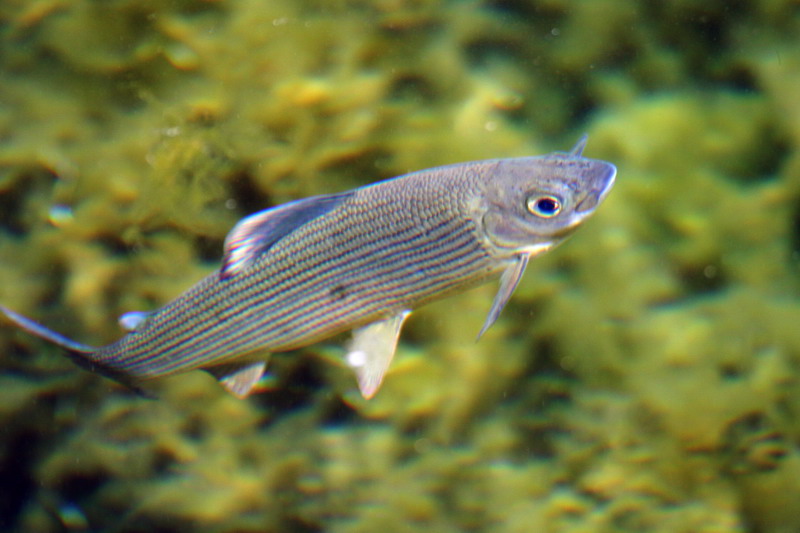 Äsche am Sprung Foto & Bild | tiere, wildlife, fische Bilder auf ...