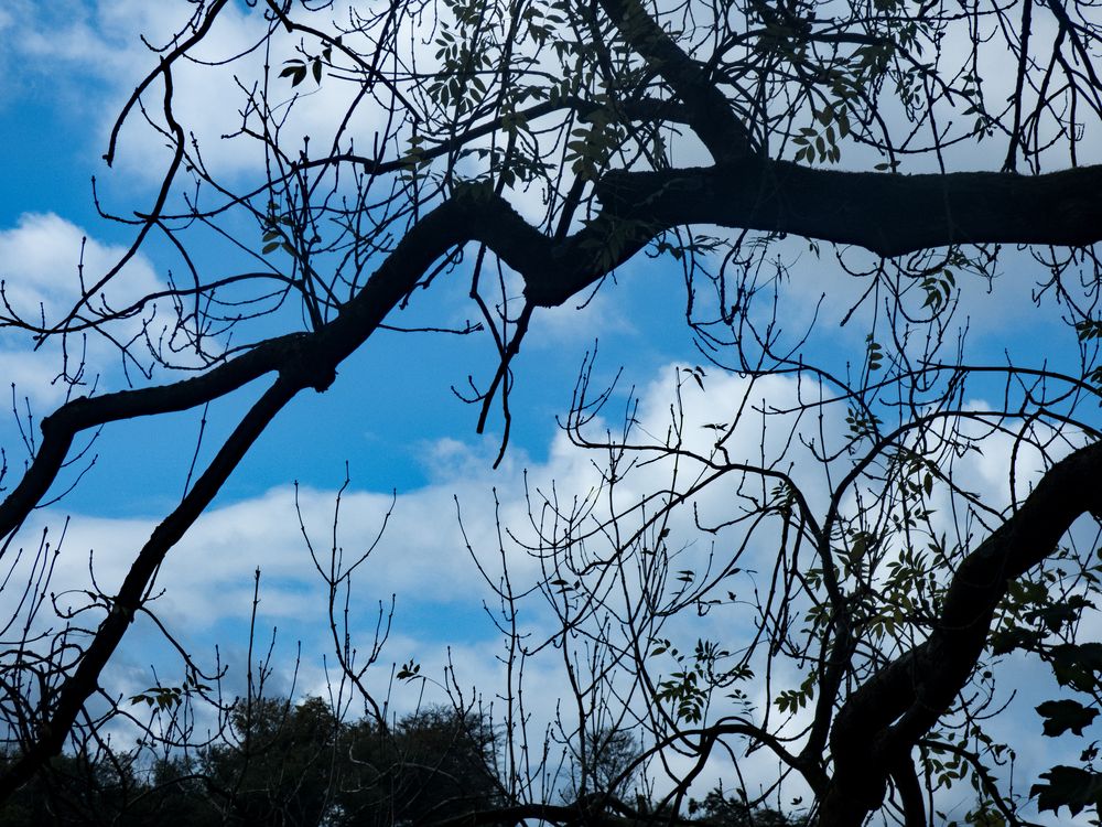 Äste und Zweige Foto & Bild | natur, pflanzen, bäume äste und zweige ...