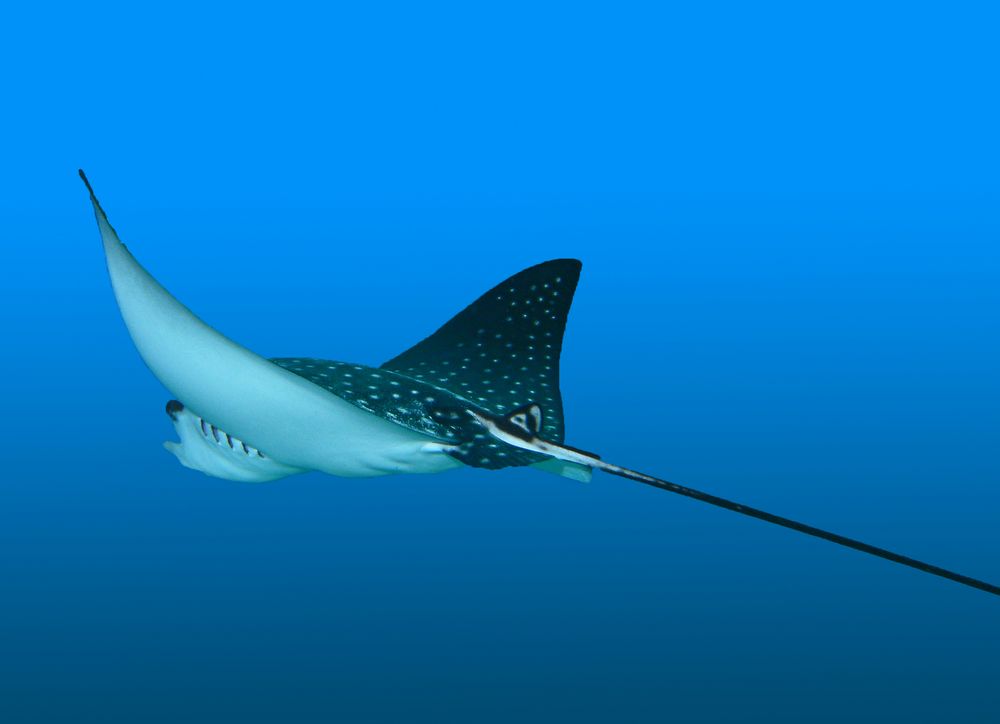 Aetobatus narinari - Gefleckter Adlerrochen Foto & Bild | unterwasser ...