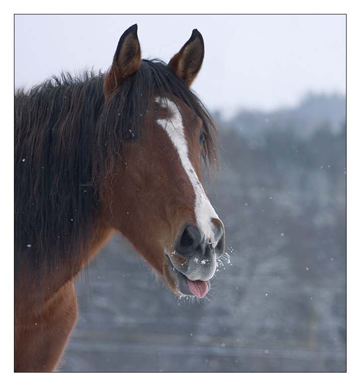 ätschbätsch ... Foto & Bild | tiere, haustiere, pferde, esel, maultiere ...