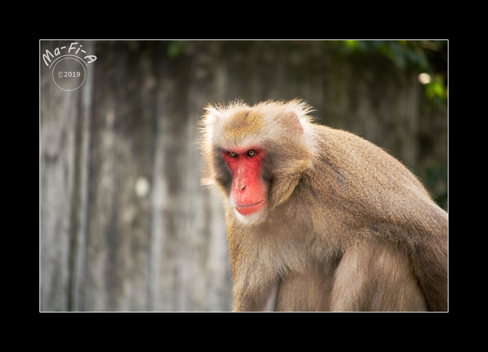 Affe Foto & Bild | natur, zoo, tiere Bilder auf fotocommunity