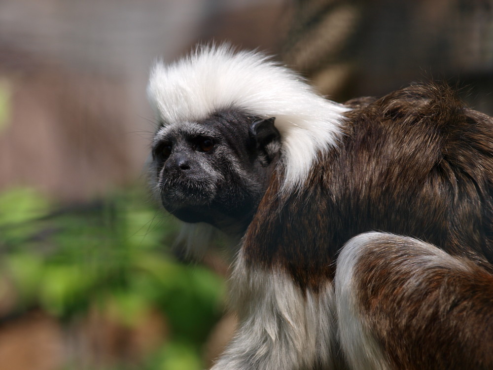 Affe Foto & Bild | tiere, zoo, wildpark & falknerei, säugetiere Bilder ...