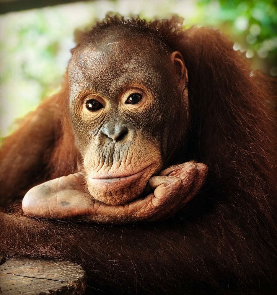 Affe Foto & Bild | Bilder auf fotocommunity