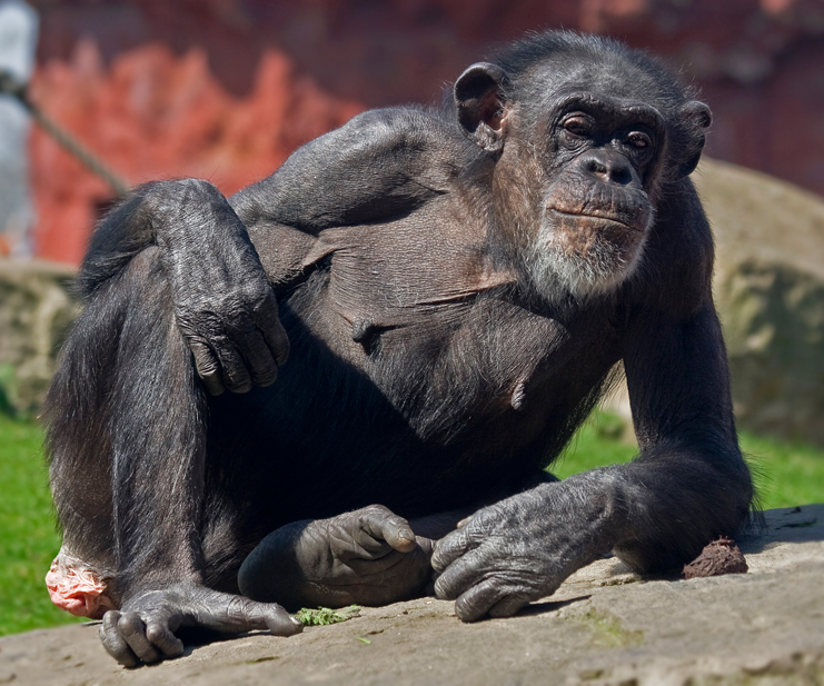 Affe Foto & Bild | tiere, zoo, wildpark & falknerei, säugetiere Bilder ...