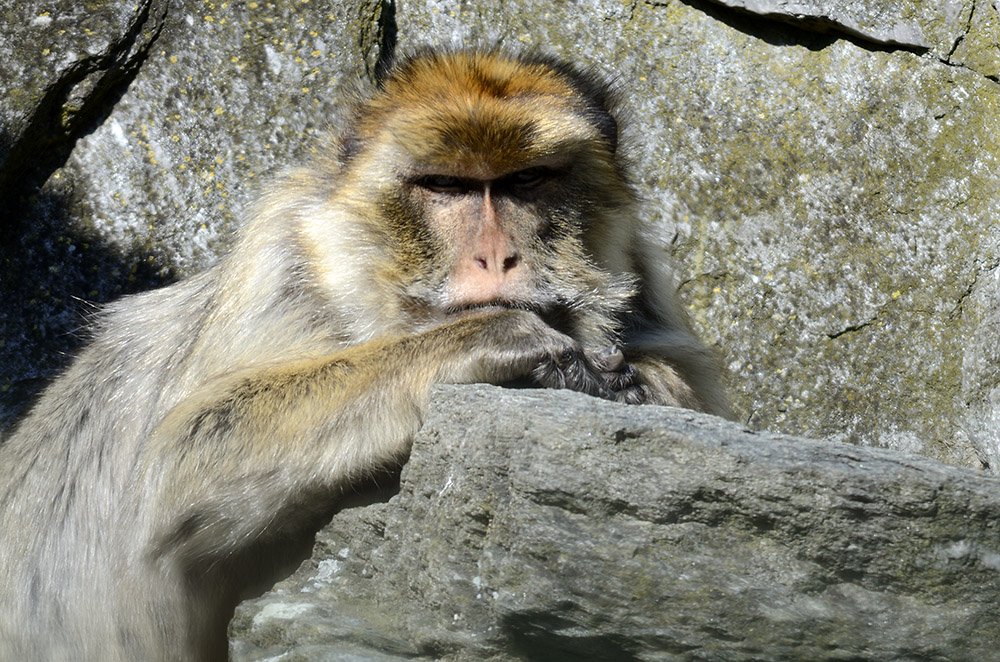 Affe Foto & Bild | tiere, zoo, wildpark & falknerei, säugetiere Bilder auf fotocommunity