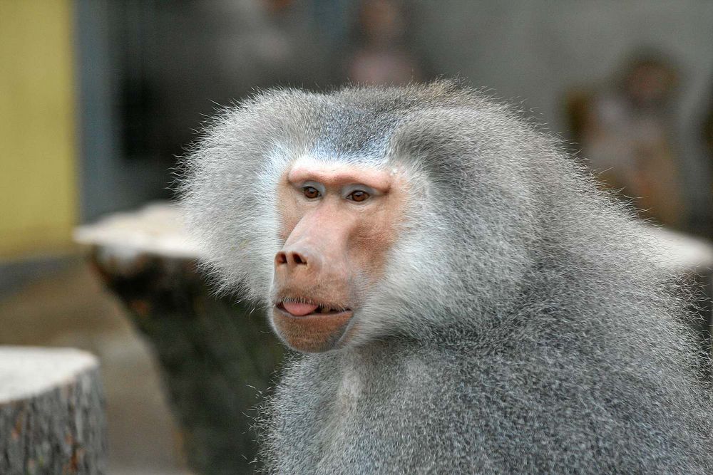 Affe - Bild & Foto von Jürgen Rhh aus Affen - Fotografie (31071265 ...