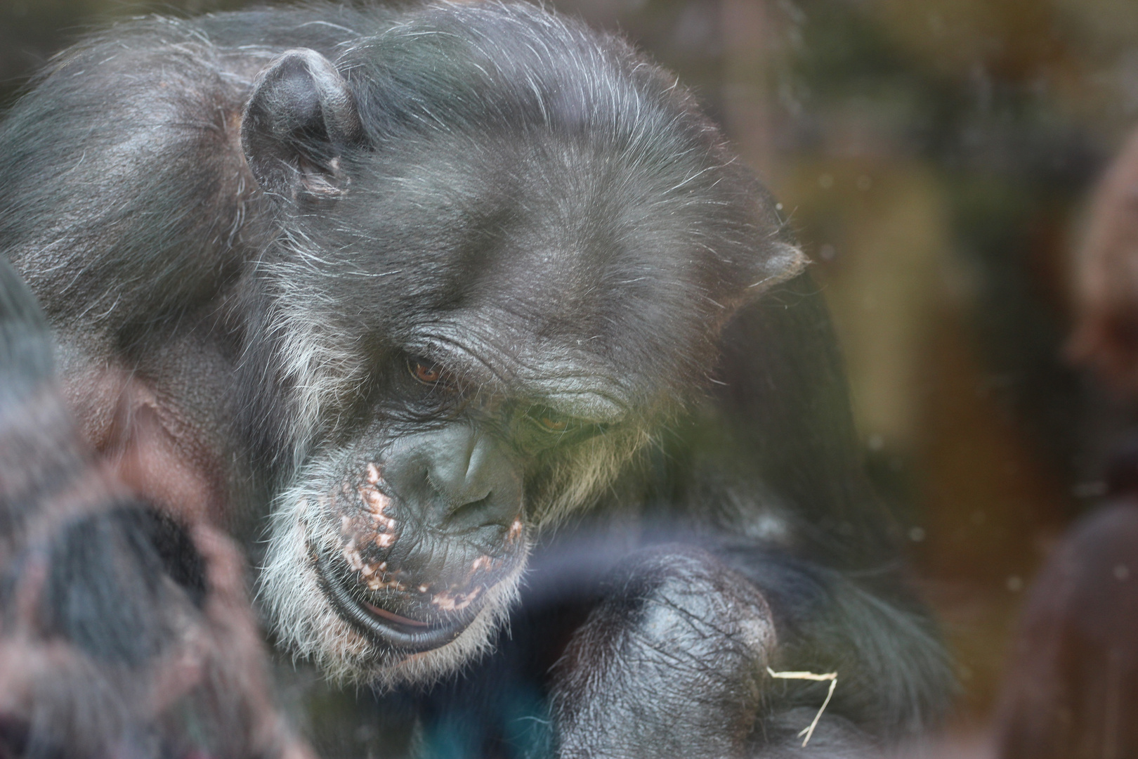 Affe Foto & Bild | tiere, zoo, wildpark & falknerei, natur Bilder auf ...