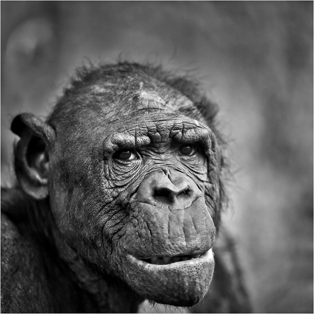 Affe Foto & Bild | deutschland, europe, hessen Bilder auf fotocommunity