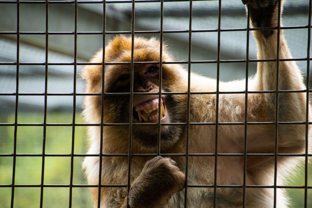 Affe Foto & Bild | Bilder auf fotocommunity