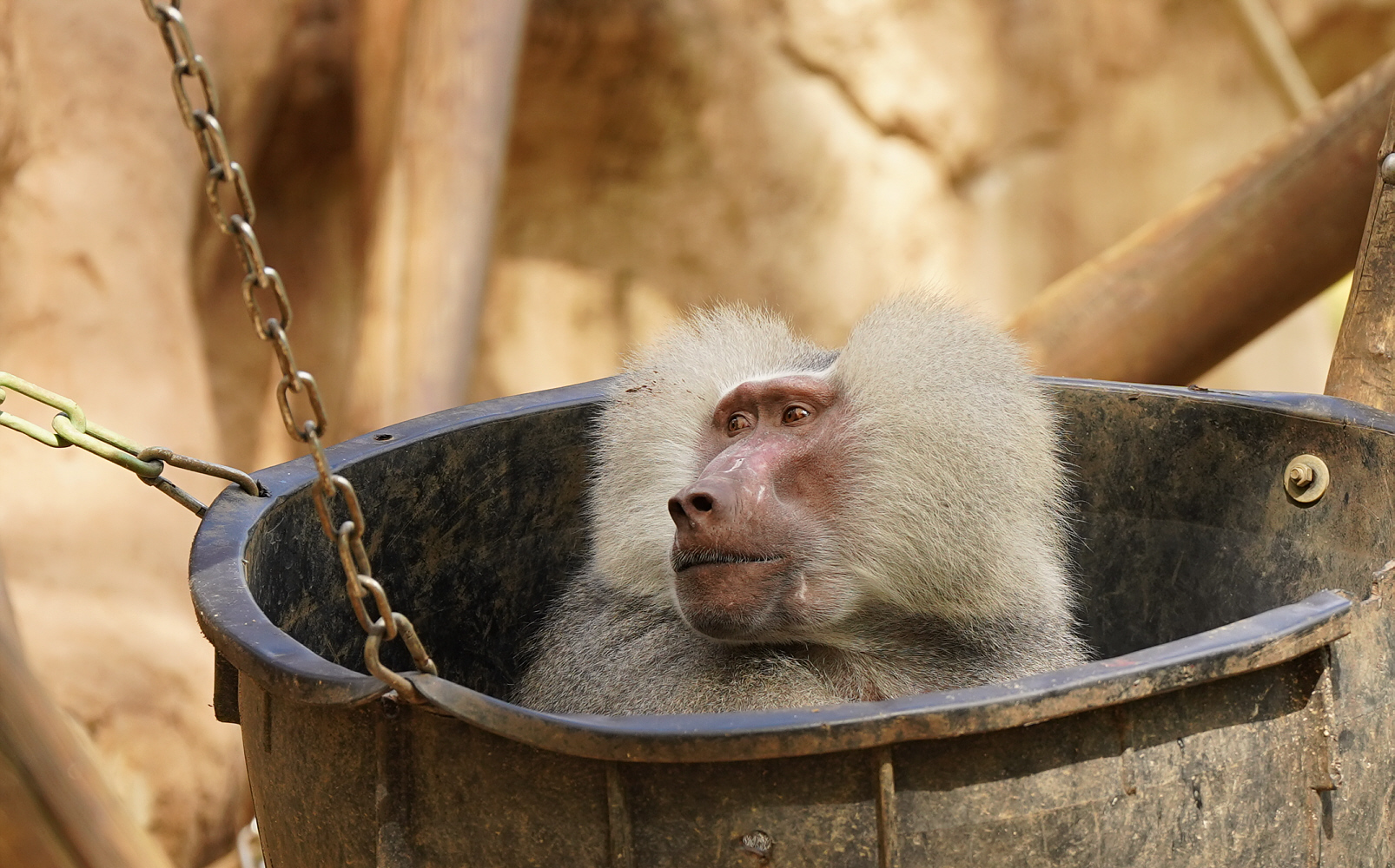 Affe ... Foto & Bild | natur, zoo, tiere Bilder auf fotocommunity