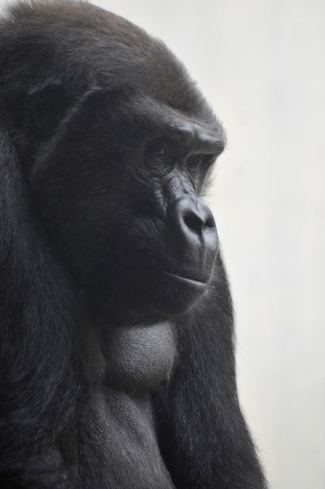 Affe Foto & Bild | archiv, a r c h i v aktuell, affen Bilder auf ...