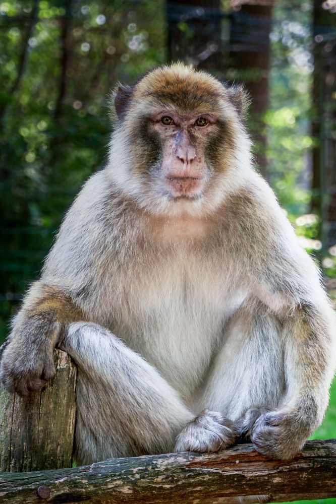 AFFE Foto & Bild | tiere, haustiere, hunde Bilder auf fotocommunity