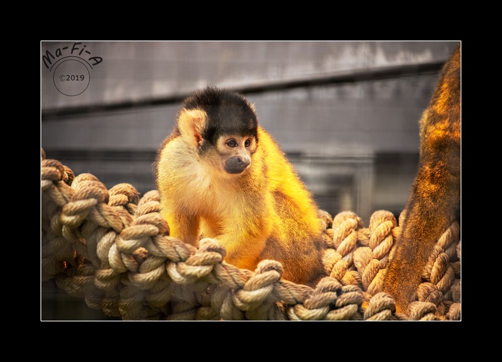 Affe Foto & Bild | natur, zoo, tiere Bilder auf fotocommunity