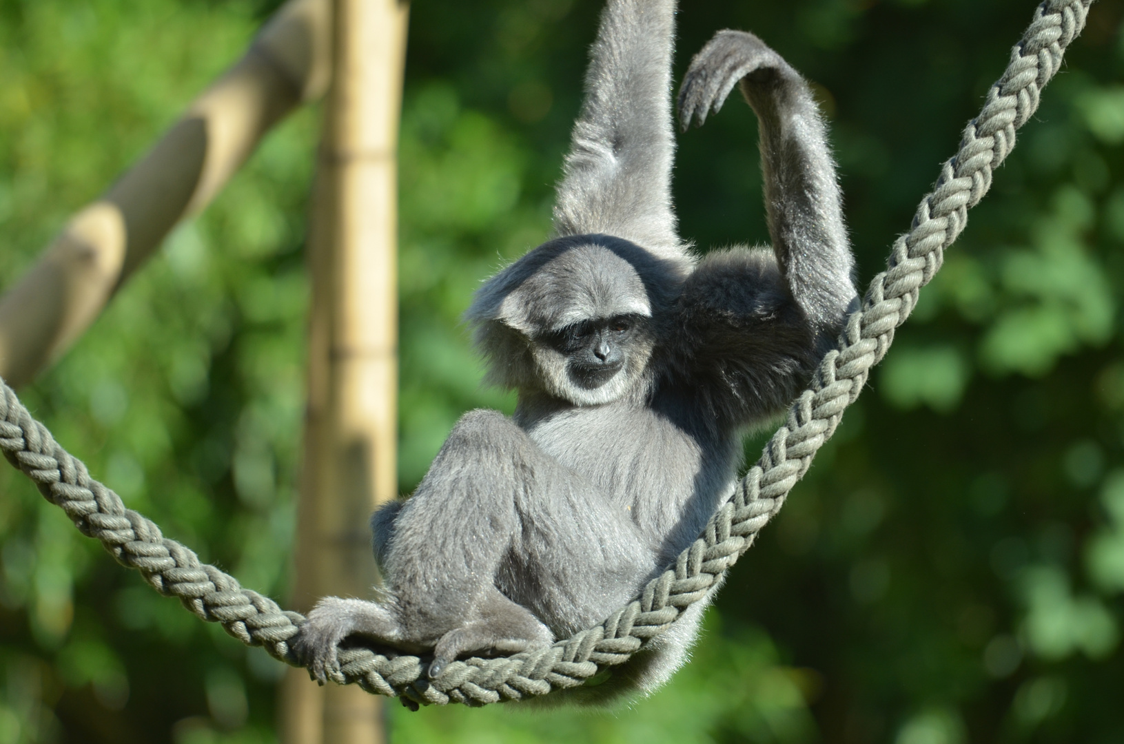 Affe im Zoo München Foto & Bild | tiere, zoo, wildpark & falknerei ...