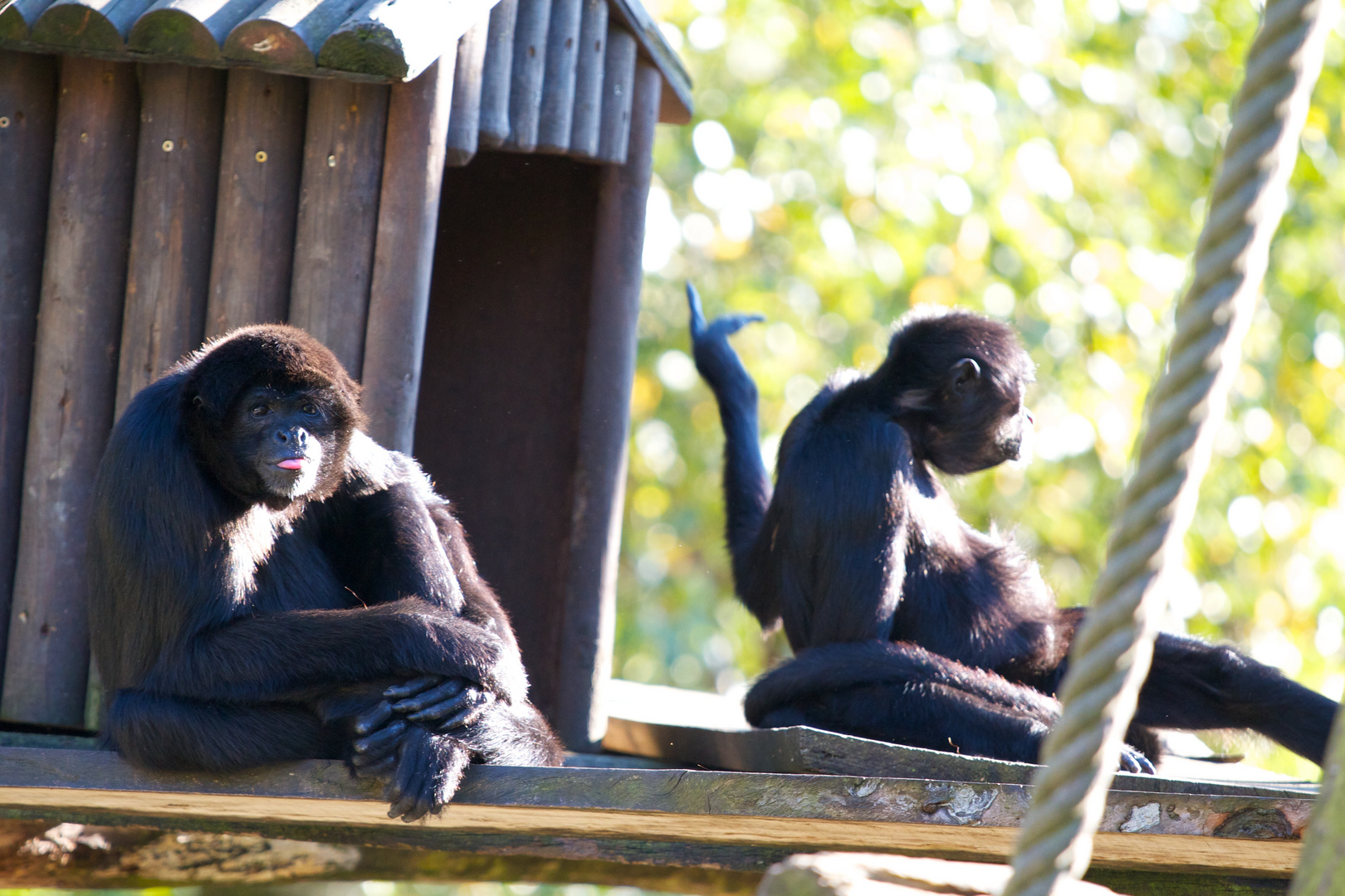 Affe zeigt mir den Mittelfinger Foto & Bild | tiere, zoo, wildpark ...