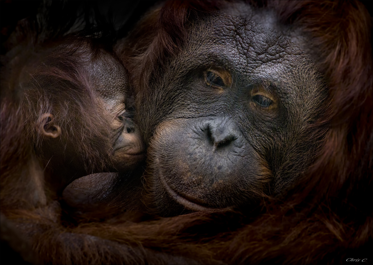 Affen Foto & Bild | tiere, zoo, wildpark & falknerei, natur Bilder auf ...