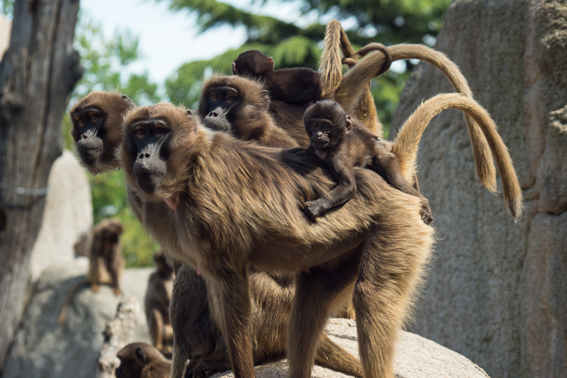 Affen Foto & Bild | tiere, zoo, wildpark & falknerei, natur Bilder auf ...