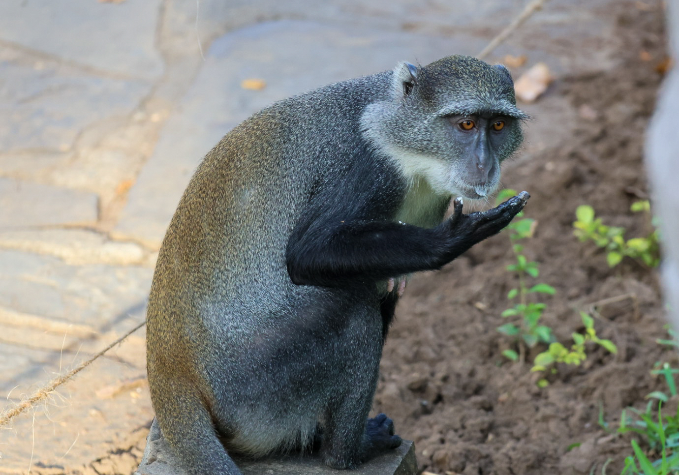 Affen Foto & Bild | Bilder auf fotocommunity