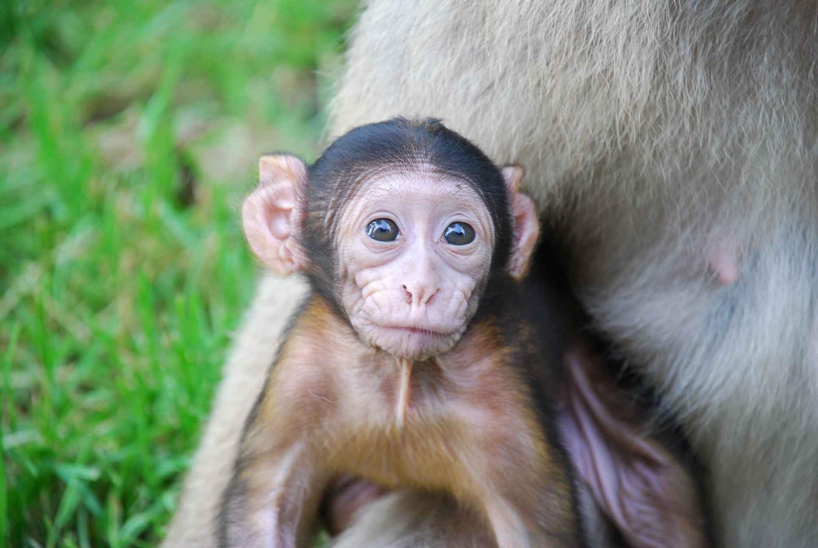 Affen Baby Foto & Bild | tiere, tierkinder, affen baby Bilder auf ...