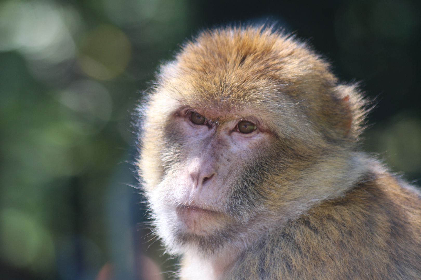 Affen Porträt Foto & Bild | tiere, zoo, wildpark & falknerei ...