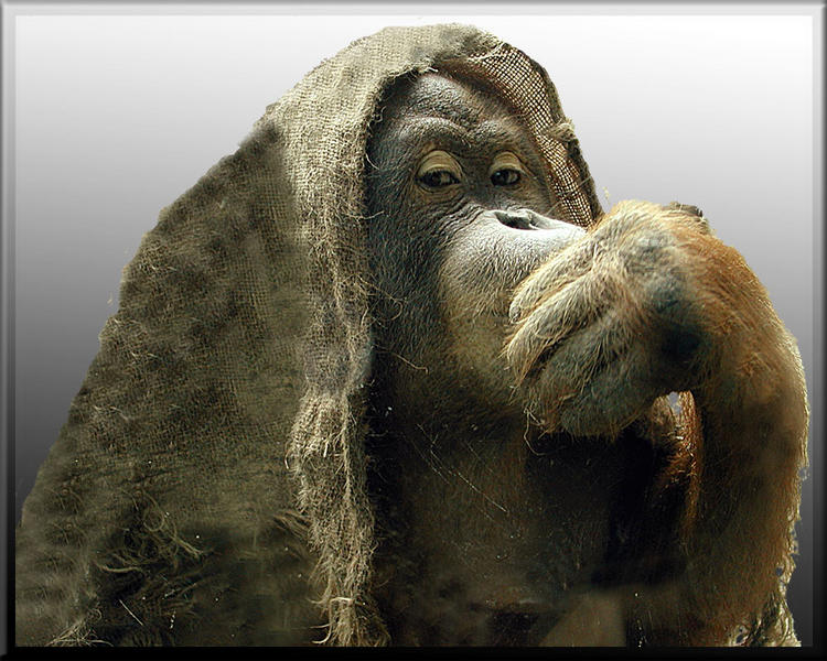 Affen-Portrait Foto & Bild | tiere, zoo, wildpark & falknerei ...