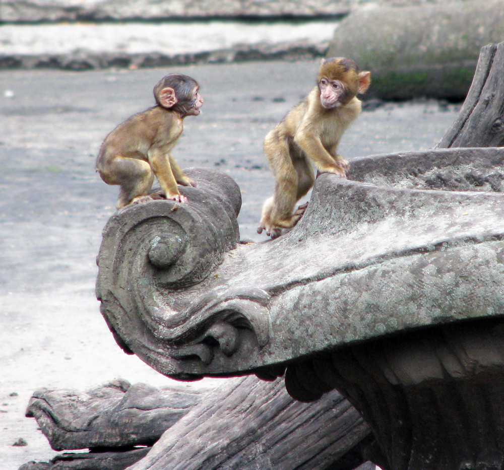 Affen reloaded Foto & Bild | tiere, tierkinder, natur Bilder auf ...