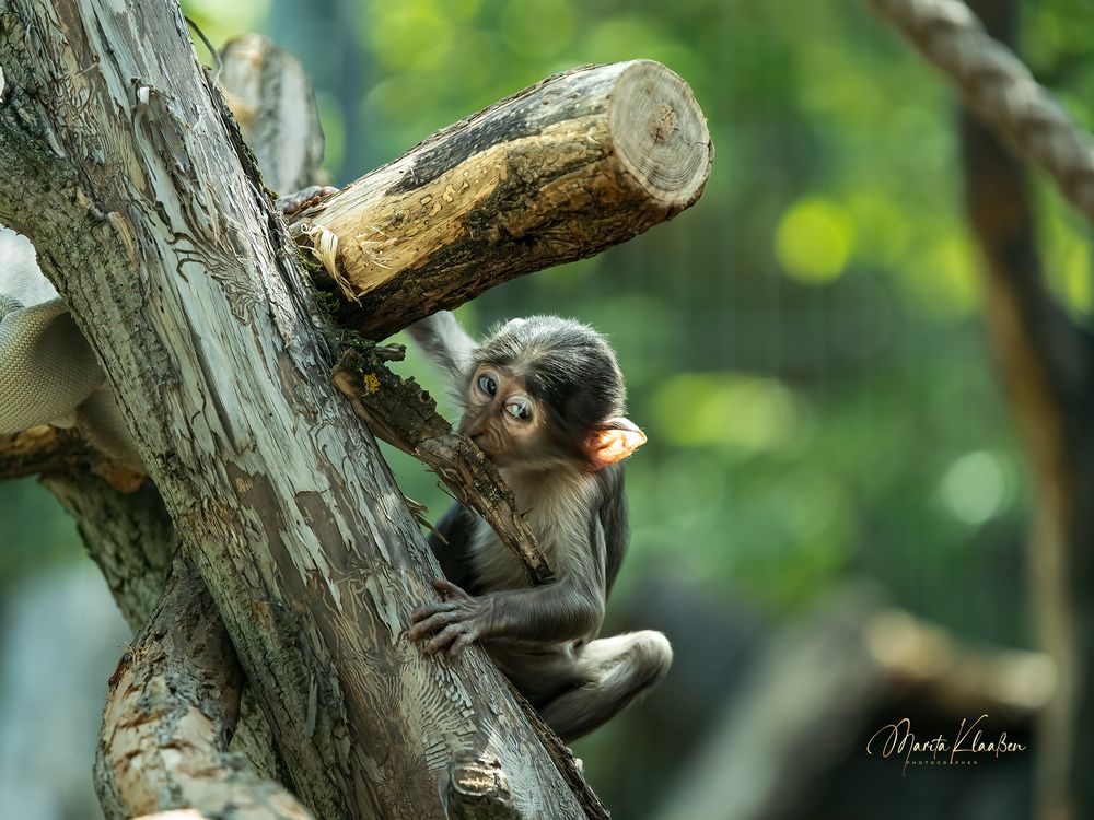 Affenbaby Foto & Bild | tiere, zoo, wildpark & falknerei, fotos Bilder ...