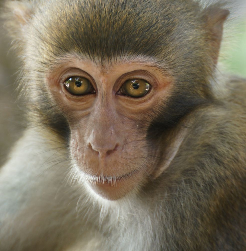 Affenbaby Foto & Bild | tiere, tierkinder, natur Bilder auf fotocommunity