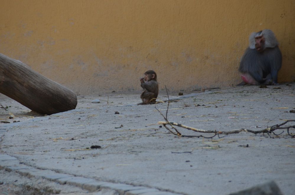 Affenbaby Foto & Bild | tiere, tierkinder, affe Bilder auf fotocommunity