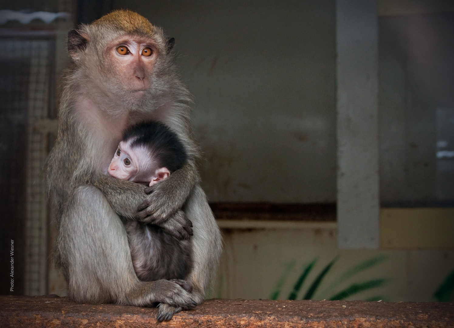 Affenbaby 9 Wochen alt Foto & Bild | tiere, zoo, wildpark & falknerei ...