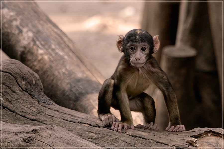 Affenbaby Foto & Bild | tiere, zoo, wildpark & falknerei, säugetiere ...