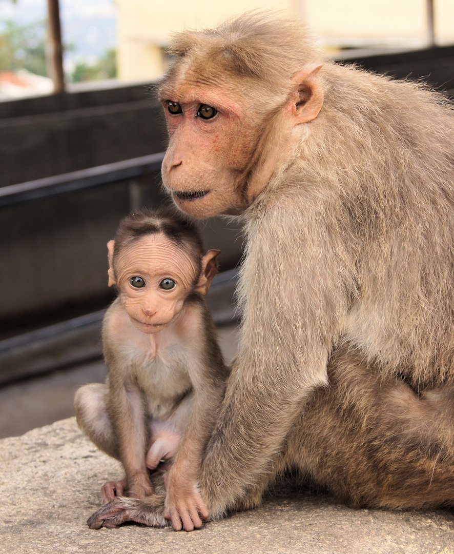 Affenbaby bei einer Tempelanlage in Indien - 03 Foto & Bild | asia ...