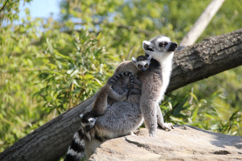 Affenbabys Foto & Bild | tiere, tierkinder, affe Bilder auf fotocommunity