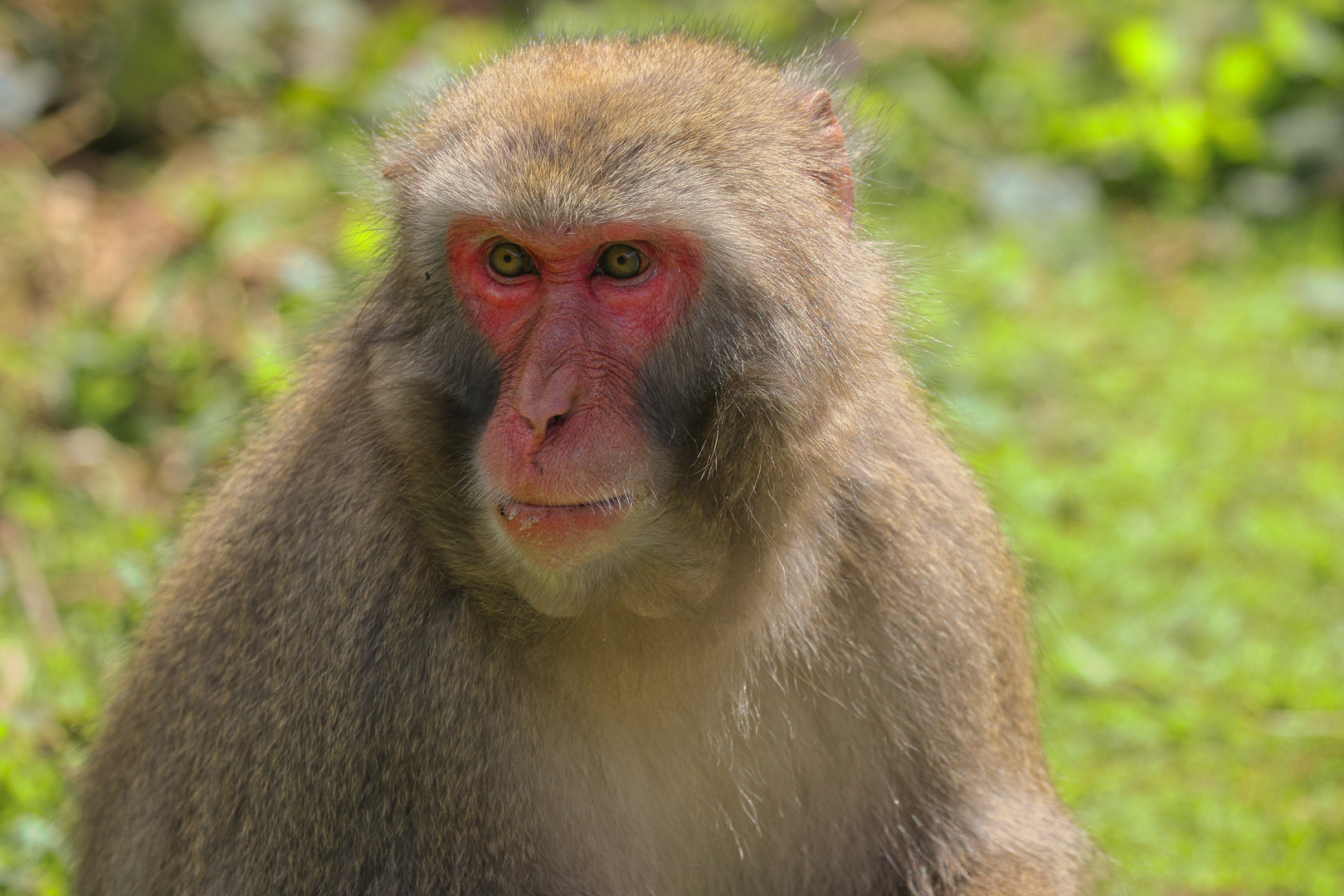 Affenberg Landskron Foto & Bild | tiere, zoo, wildpark & falknerei ...
