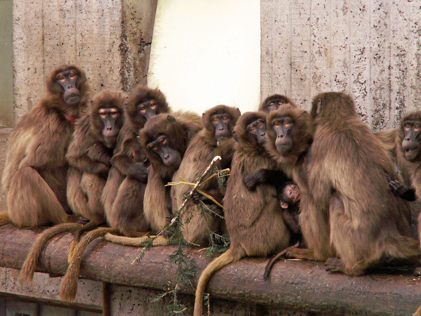 Affenfamilie Foto & Bild | tiere, zoo, wildpark & falknerei, natur ...
