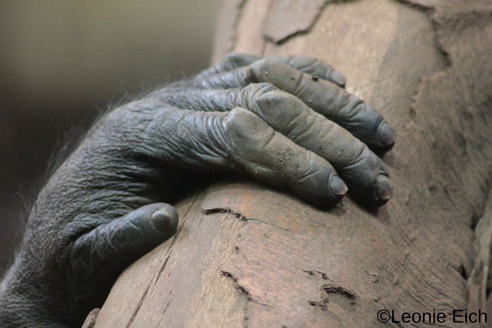 Affenhand Foto & Bild | tiere, zoo, wildpark & falknerei, affe Bilder ...