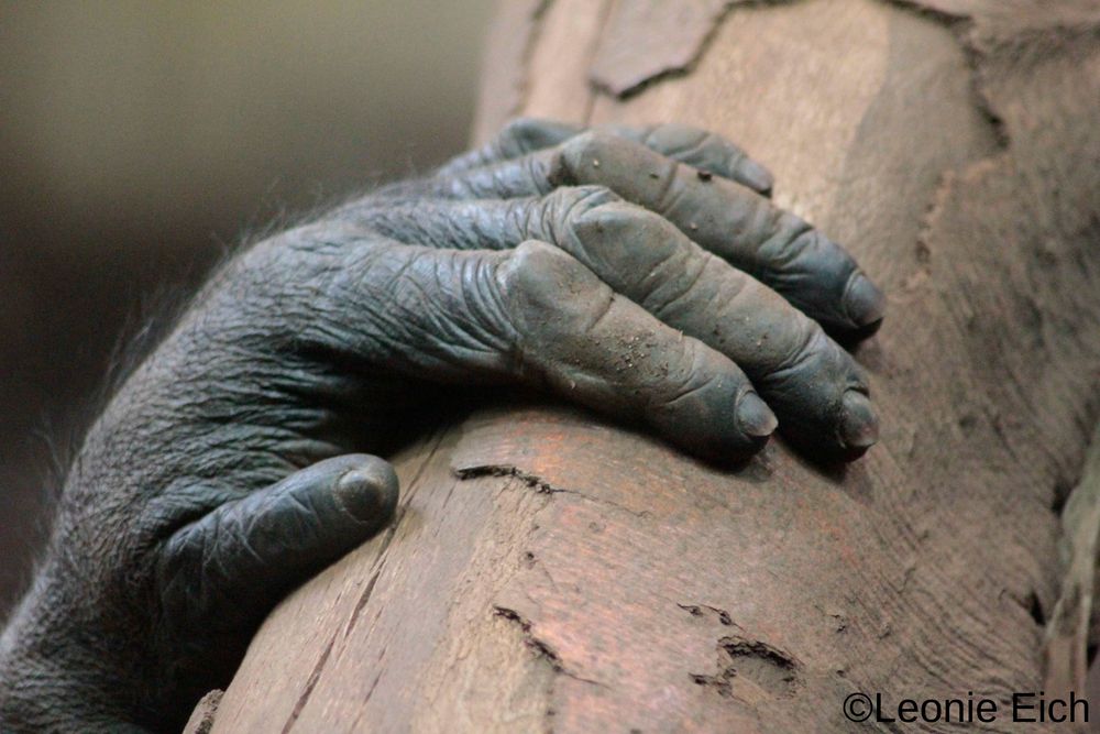 Affenhand Foto & Bild | tiere, zoo, wildpark & falknerei, affe Bilder ...