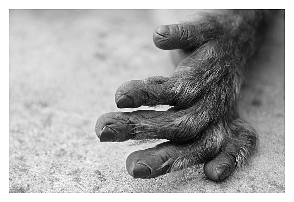 Affenhand Foto & Bild | tiere, tierdetails, natur Bilder auf fotocommunity