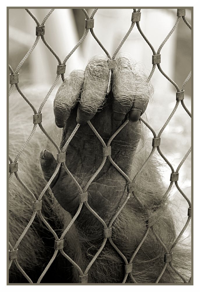 Affenhand Foto & Bild | tiere, zoo, wildpark & falknerei, säugetiere ...