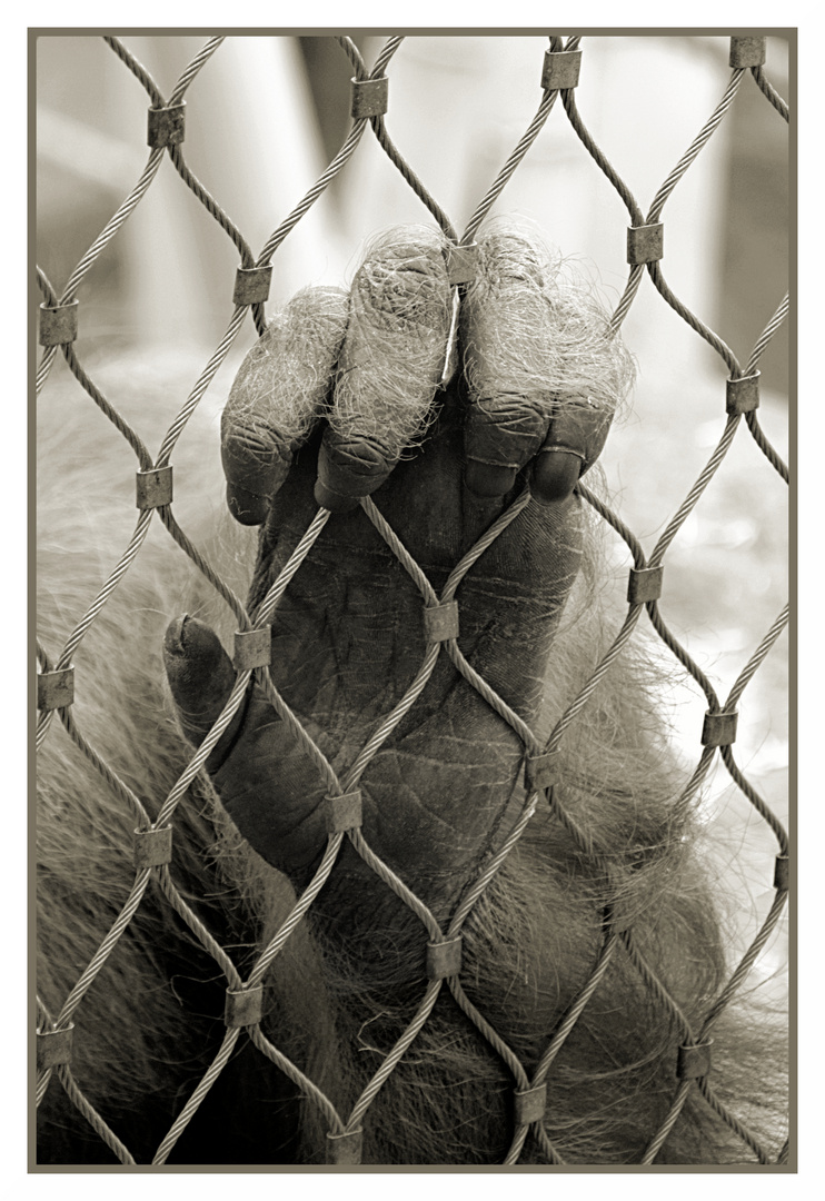 Affenhand Foto & Bild | tiere, zoo, wildpark & falknerei, säugetiere ...