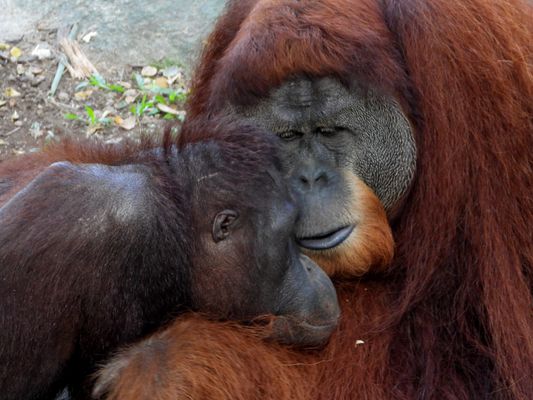 Tierkinder Bilder & Fotos