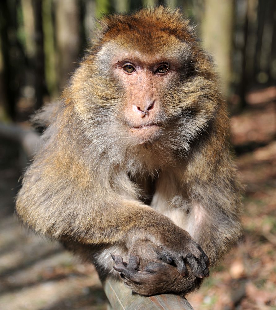 Affenportrait #3 Foto & Bild | tiere, zoo, wildpark & falknerei ...