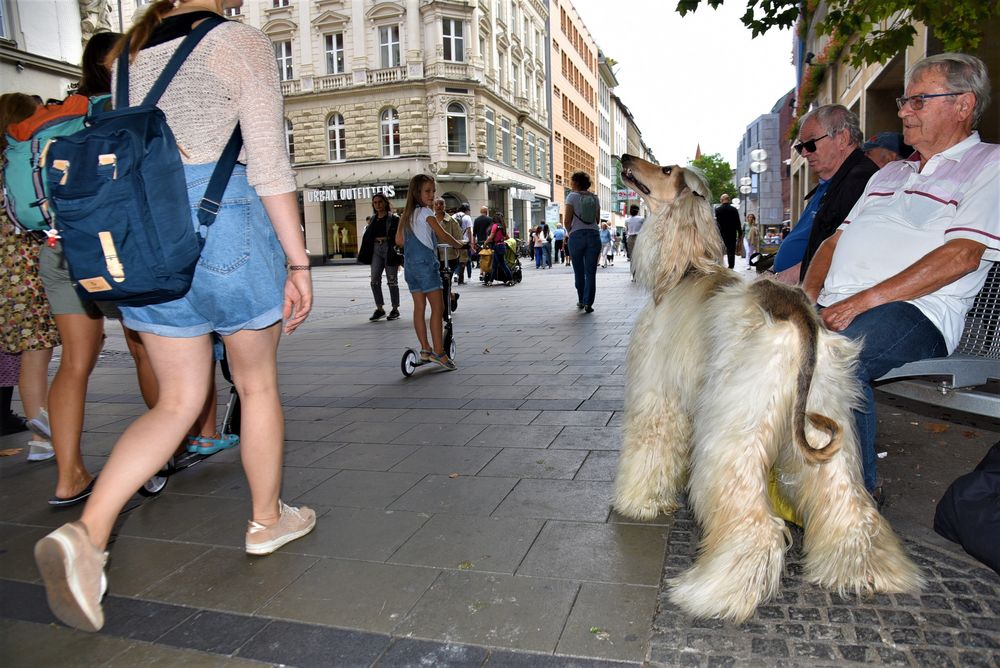 Afghane Ornithologe Foto & Bild | erwachsene menschen, tiere, streetfotografie mit menschen ...