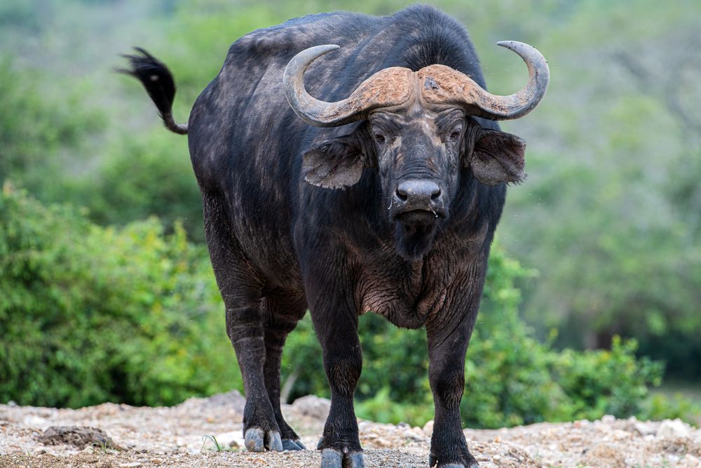 [ African Buffalo ] Foto & Bild | africa, eastern africa, uganda Bilder ...