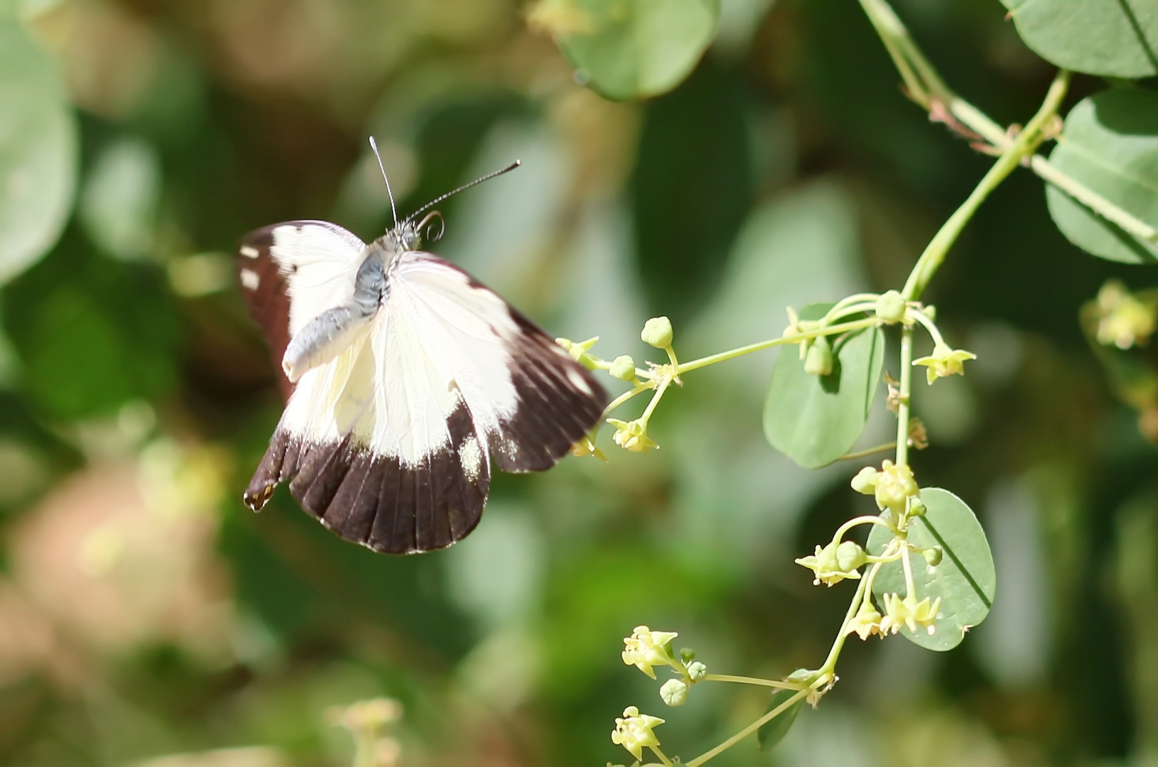 African Caper,(Belenois creona) Foto & Bild | natur, insekten, tiere ...