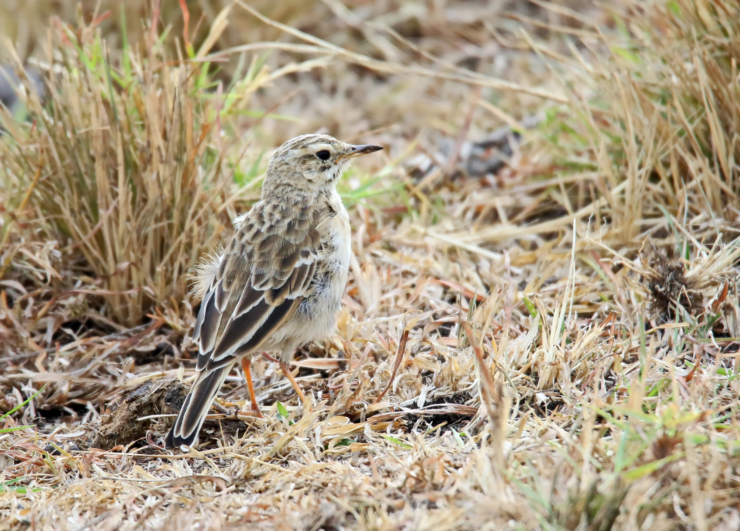 African pipit,Grasland pipit Foto & Bild | natur, tiere, vögel Bilder ...