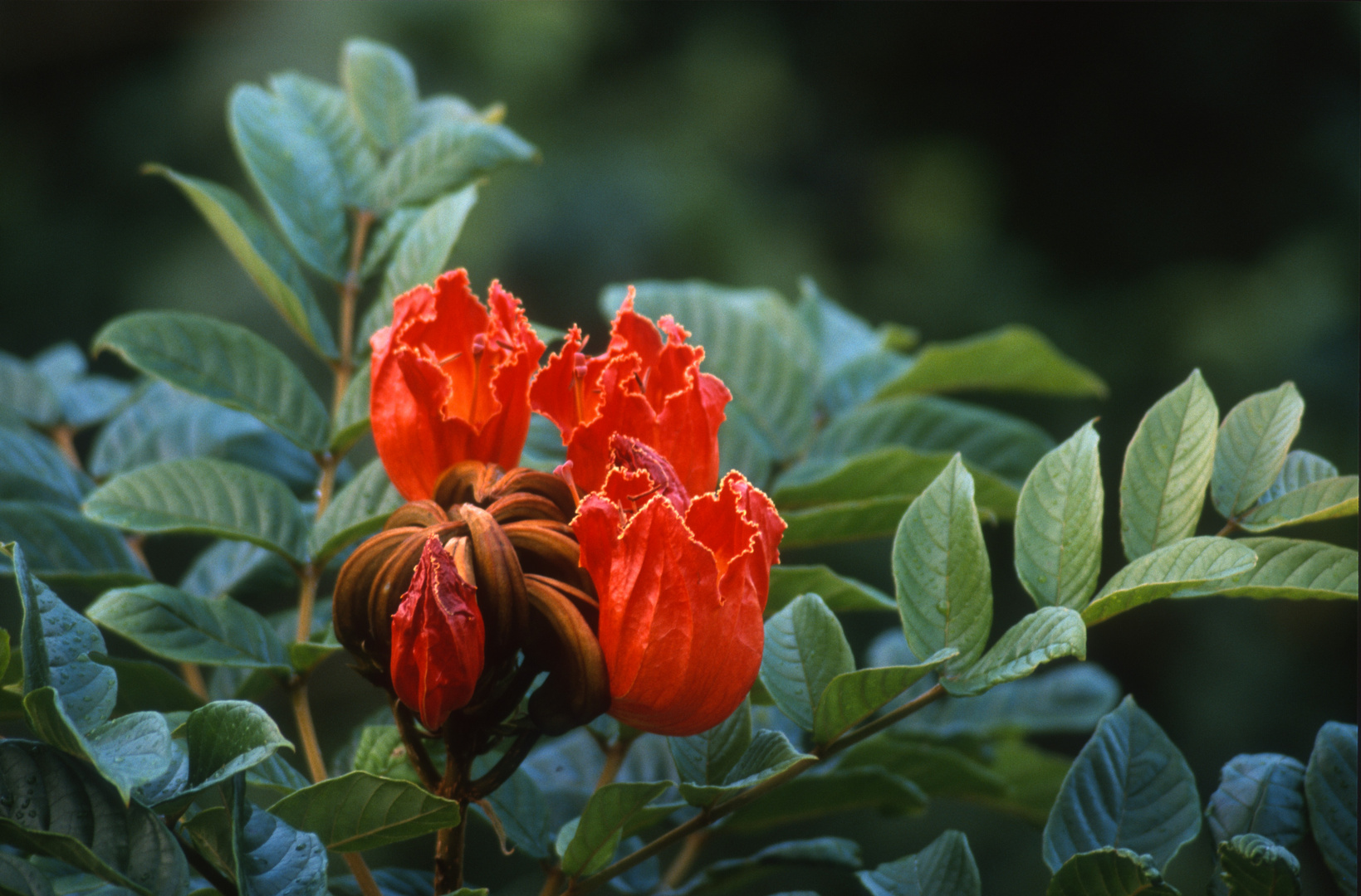 African Tulip Tree Foto & Bild | world, spezial, natur Bilder auf ...