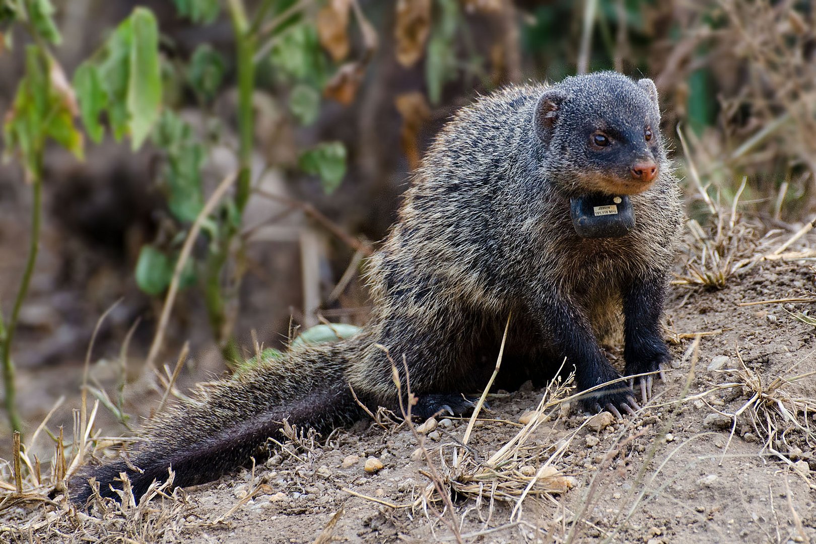 Afrikanische Manguste Foto & Bild | tiere, wildlife, säugetiere Bilder ...