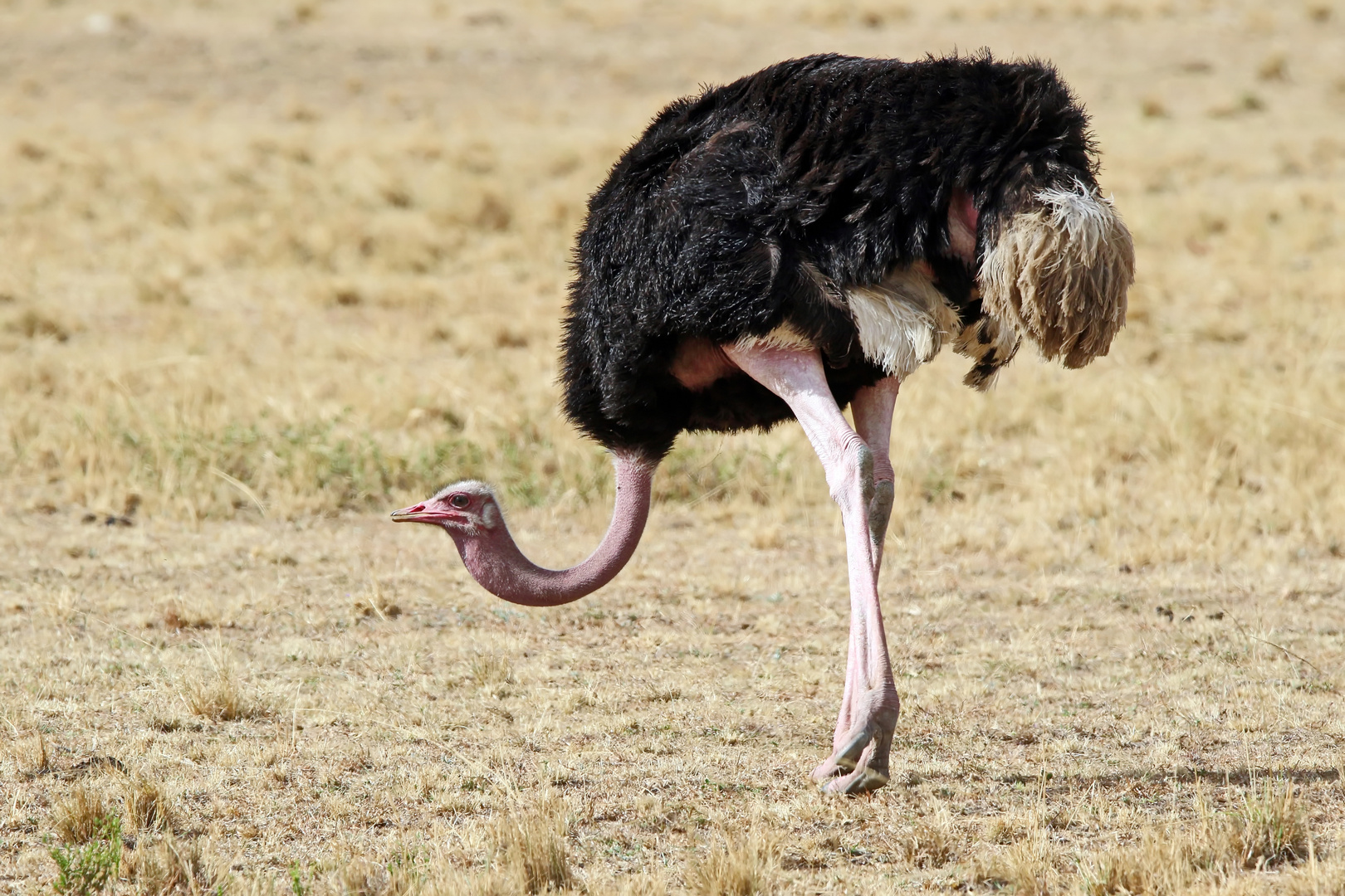 Afrikanische Strauß (Struthio camelus) Foto & Bild | natur, tiere ...